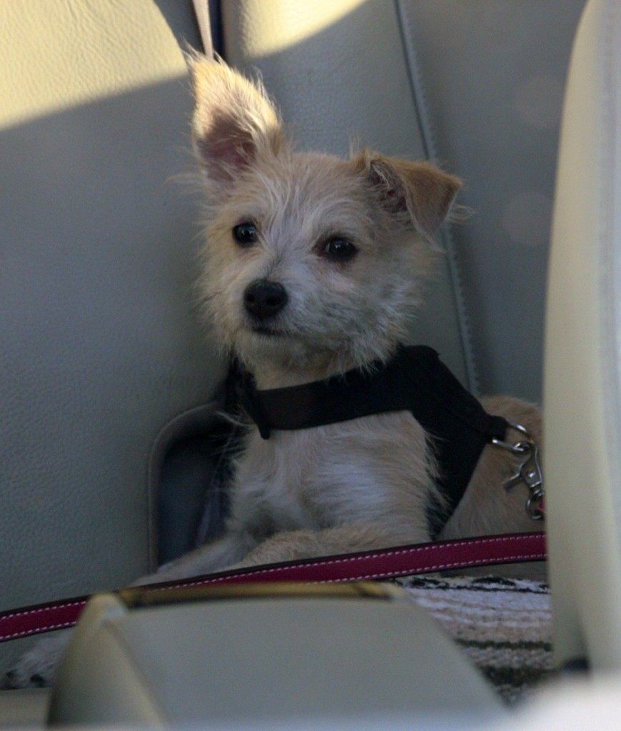 Kate Beckinsale leaves her puppy alone in a closed car for hours