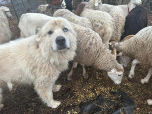 Casper the Great Pyrenees wins Farm Dog competition for fighting off ...