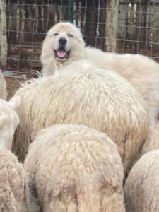 Casper the Great Pyrenees wins Farm Dog competition for fighting off ...