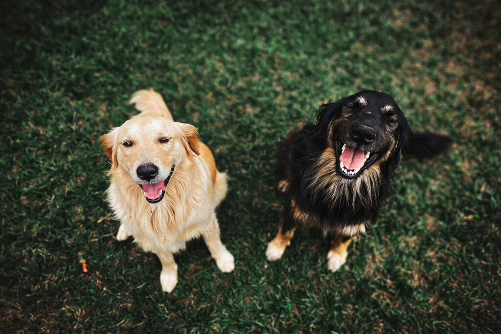 Bella, Luna, Daisy and Lucy are among the top dog names this year
