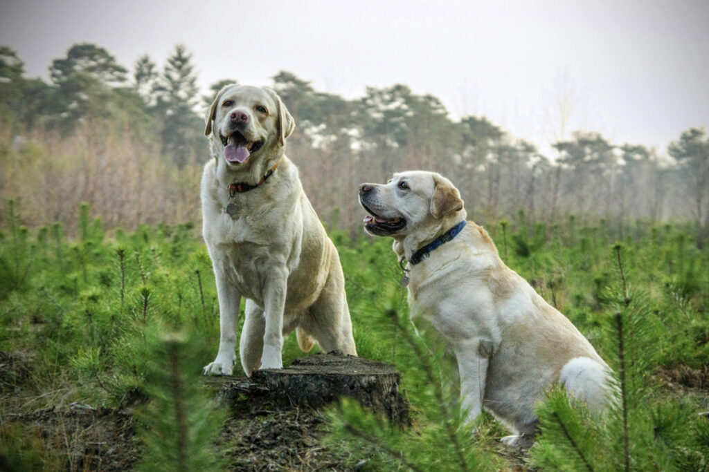 Bella, Luna, Daisy and Lucy are among the top dog names this year